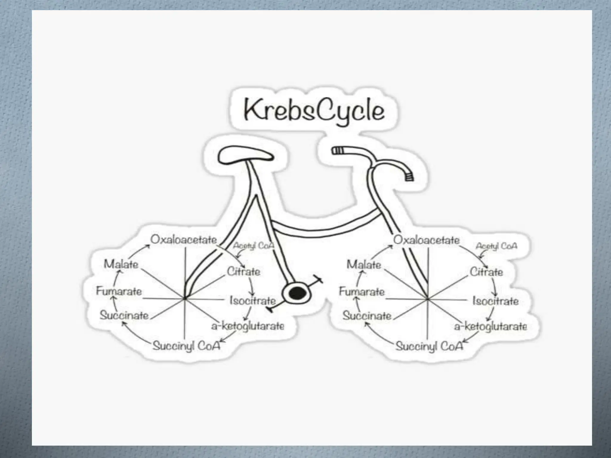 TCA Cycle or Krebs cycle - Energtics ,Regulation | PPTX