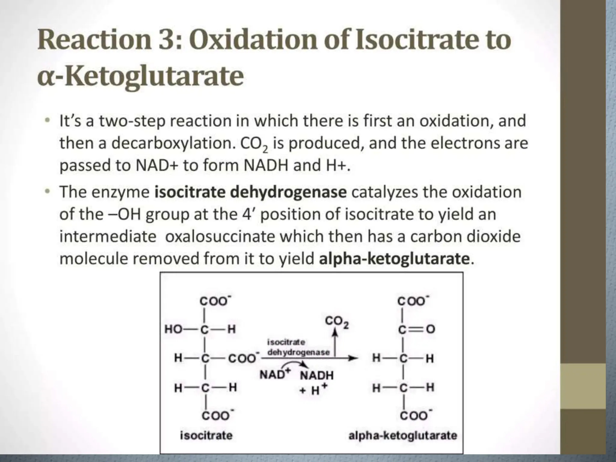 Tca Cycle Or Krebs Cycle Energtics Regulation Ppt Free Download
