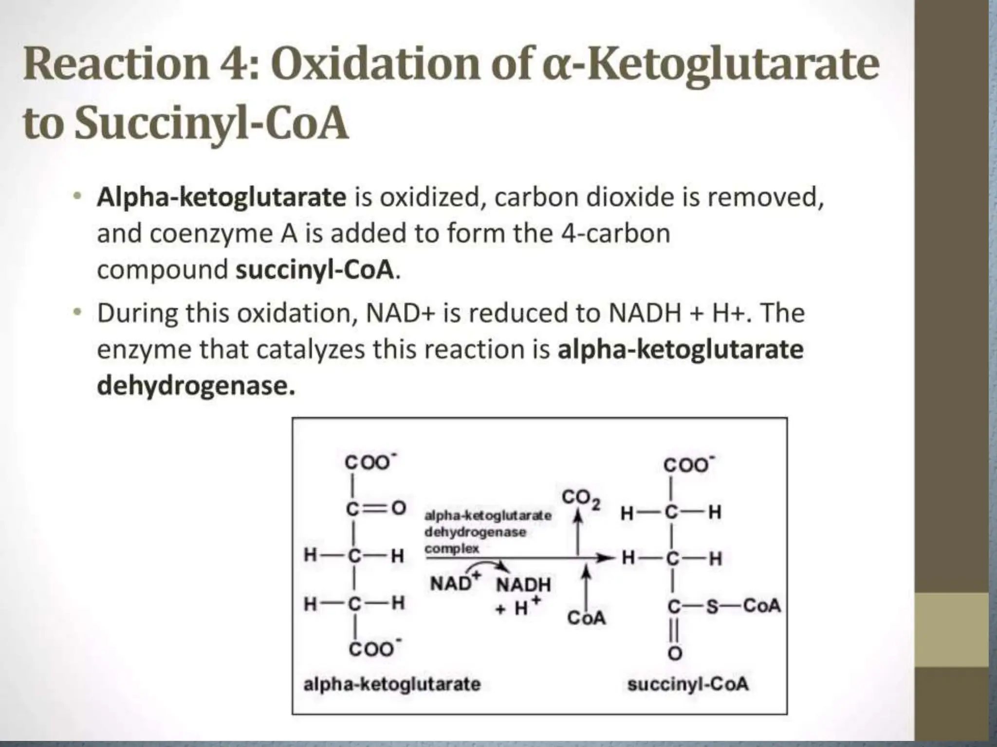 TCA Cycle or Krebs cycle - Energtics ,Regulation | PPTX