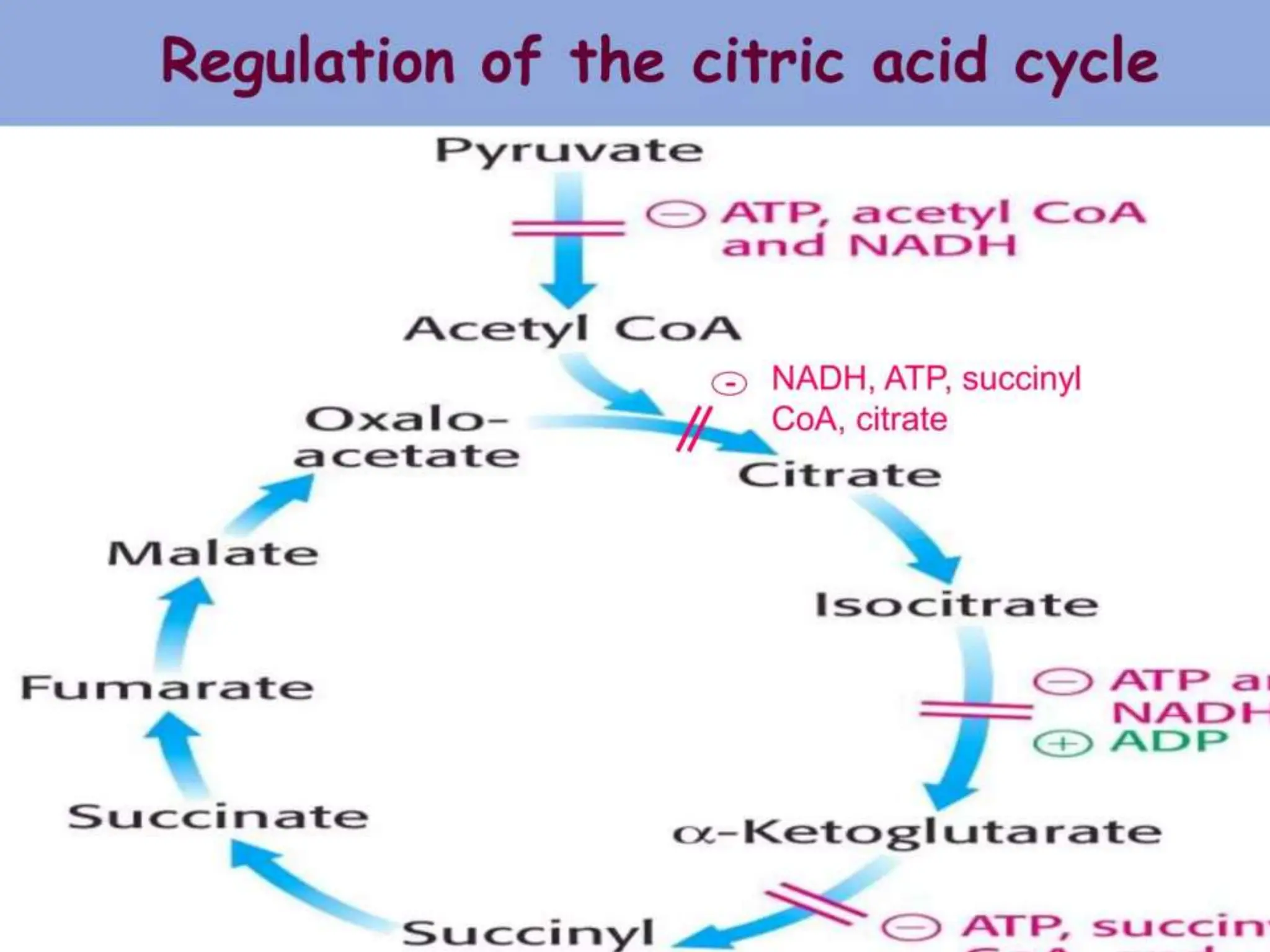 TCA Cycle or Krebs cycle - Energtics ,Regulation | PPTX