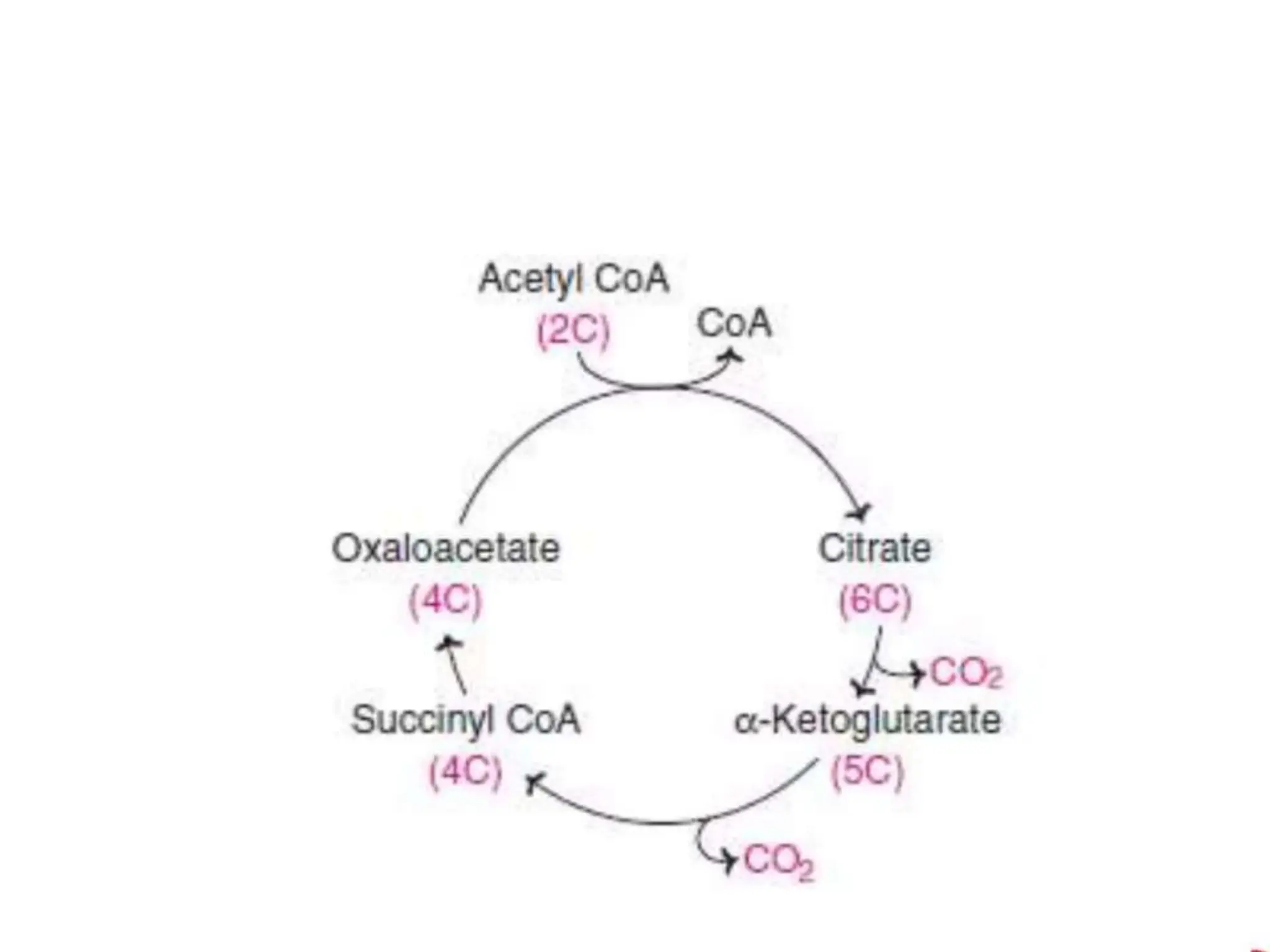 TCA Cycle or Krebs cycle - Energtics ,Regulation | PPTX
