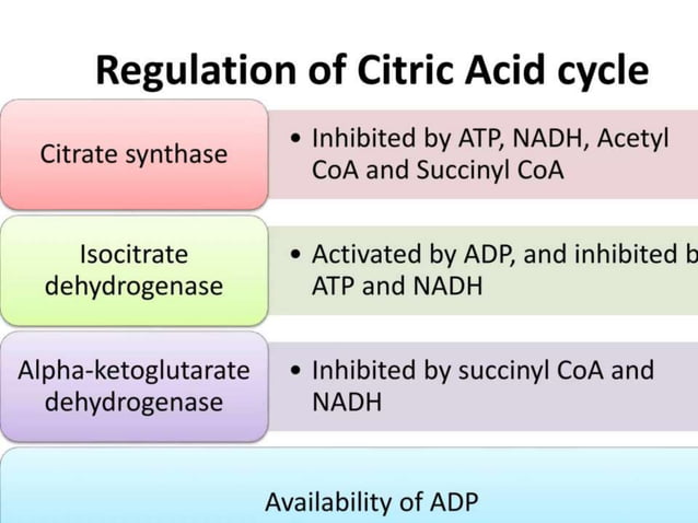Tca Cycle Or Krebs Cycle Energtics Regulation Ppt Free Download