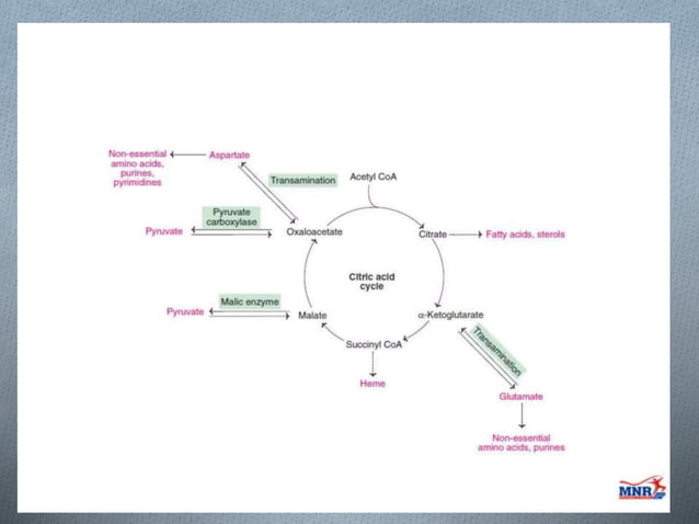TCA Cycle or Krebs cycle - Energtics ,Regulation | PPT