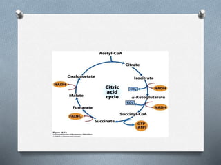 TCA Cycle or Krebs cycle - Energtics ,Regulation | PPTX