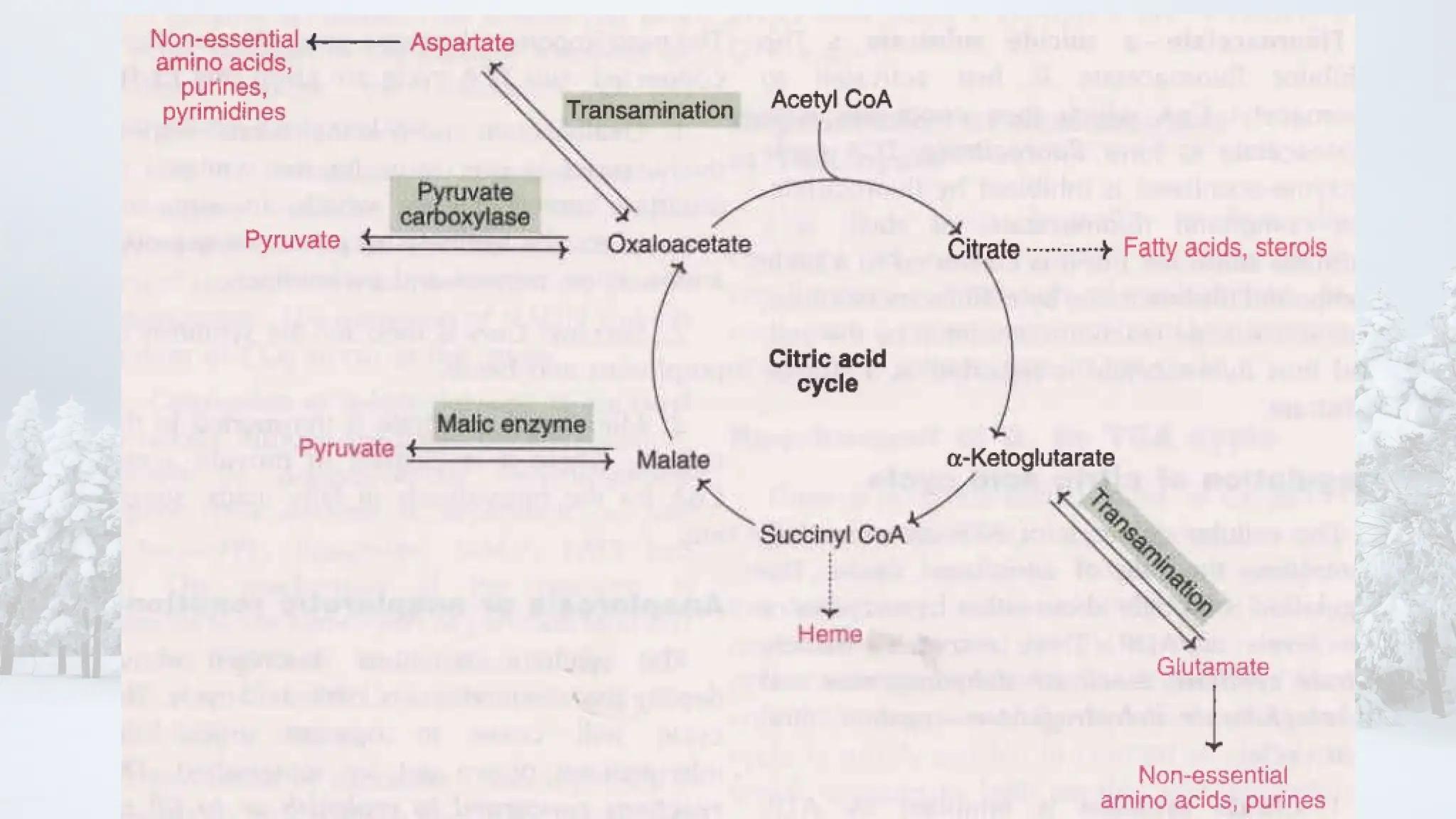 TCA Cycle (Krebs cycle or tricarboxylic acid) | PPTX | Endocrine and ...