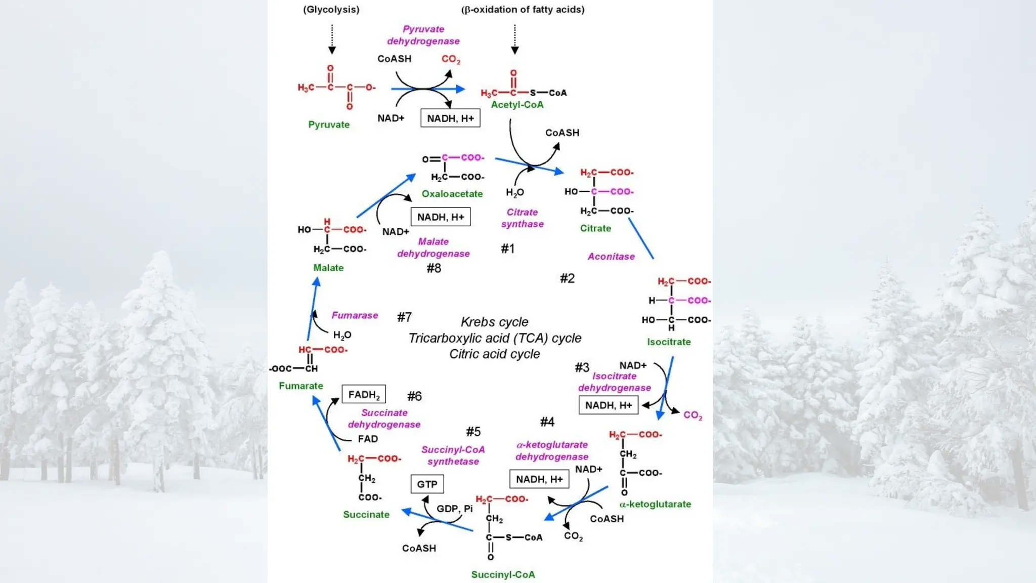TCA Cycle (Krebs cycle or tricarboxylic acid) | PPTX