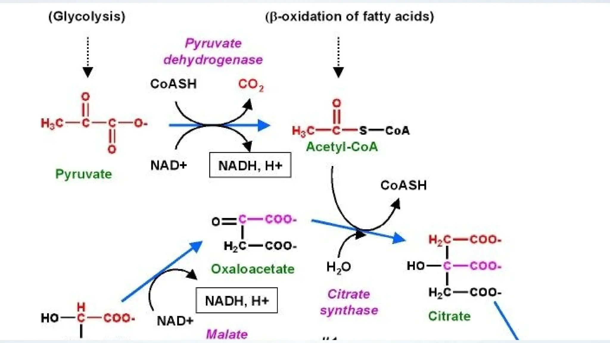 TCA Cycle (Krebs cycle or tricarboxylic acid) | PPTX