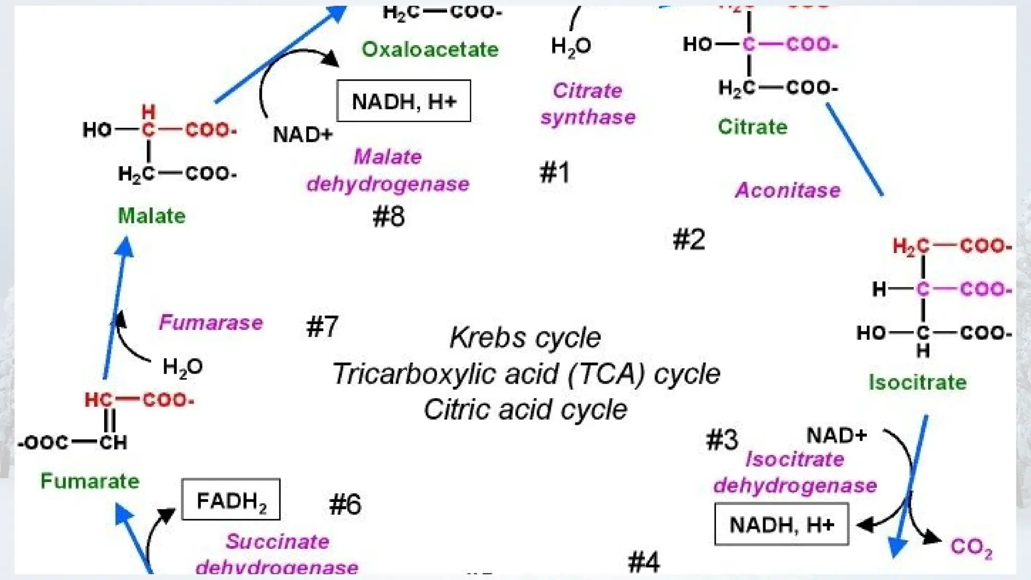 TCA Cycle (Krebs cycle or tricarboxylic acid) | PPTX