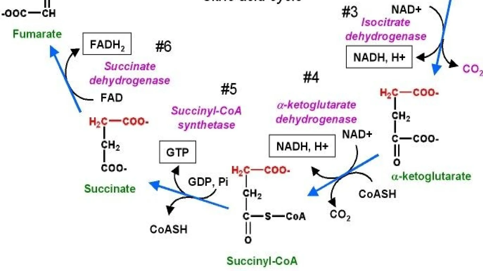TCA Cycle (Krebs cycle or tricarboxylic acid) | PPTX