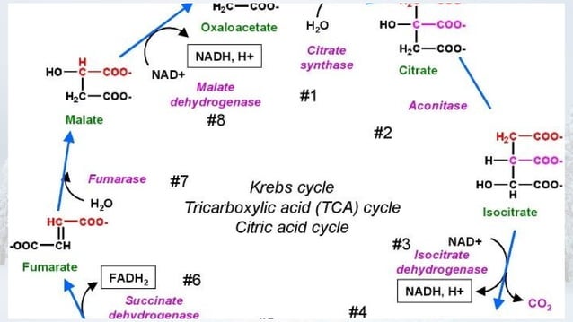 TCA Cycle (Krebs cycle or tricarboxylic acid) | PPTX | Endocrine and ...