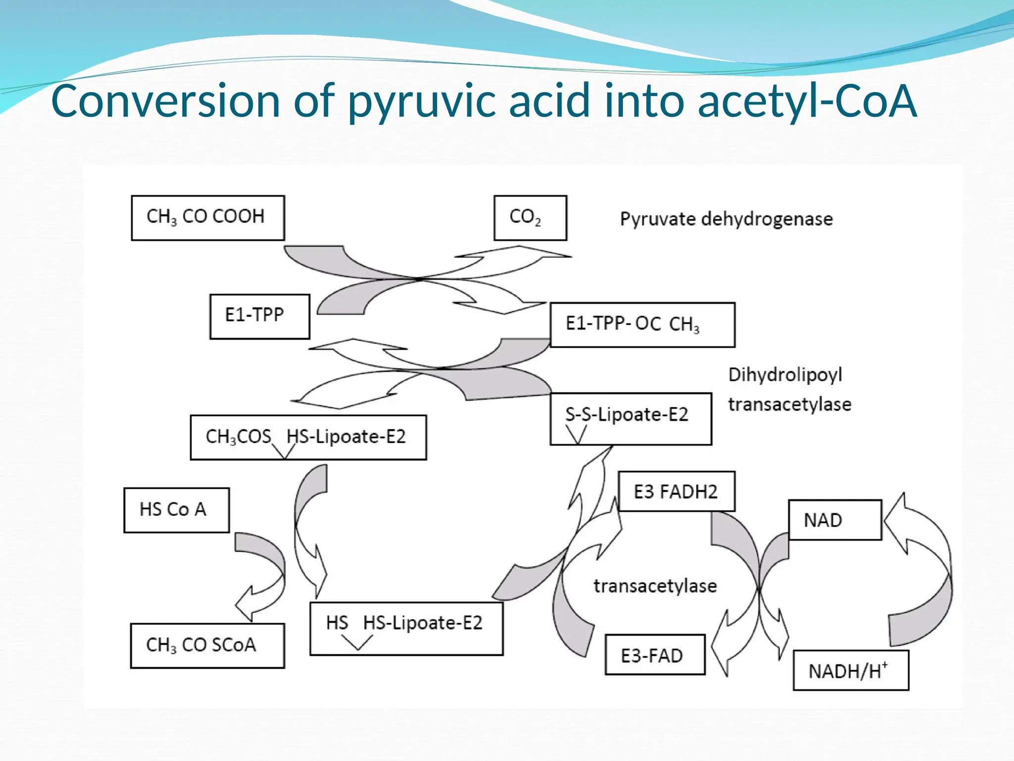 TCA Cycle.ppt biochemistry of citric acid cycle | PPT