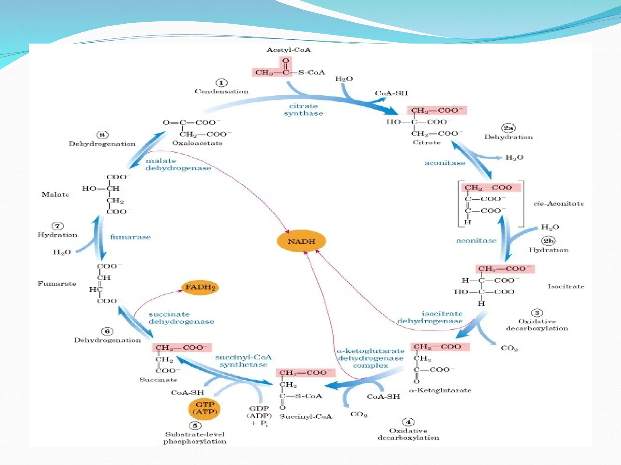 TCA Cycle.ppt biochemistry of citric acid cycle | PPT