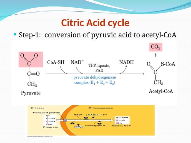 TCA Cycle.ppt biochemistry of citric acid cycle | PPT