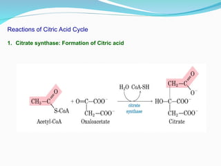 TCA Cycle.ppt biochemistry of citric acid cycle | PPT