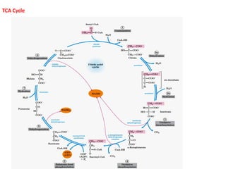 TCA cycle in detail with all the mechanicsm | PPTX