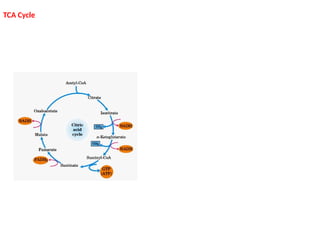 TCA cycle in detail with all the mechanicsm | PPTX