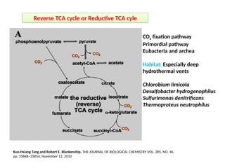 TCA cycle in detail with all the mechanicsm | PPT