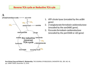 TCA cycle in detail with all the mechanicsm | PPT
