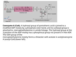 TCA cycle in detail with all the mechanicsm | PPTX