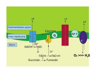 TCA CYCLE and ETC | PPT