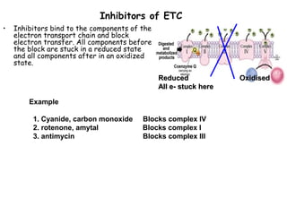 TCA CYCLE and ETC | PPT