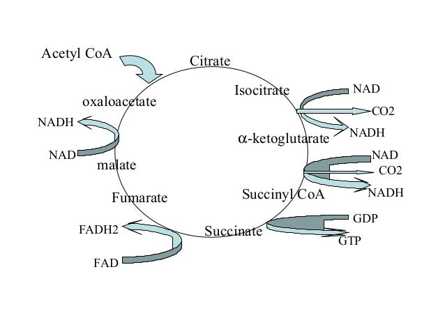 TCA CYCLE and ETC