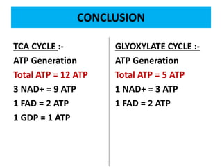 Tca cycle and glyoxylate cycle | PPTX