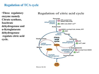 Tca cycle b.pharm | PPTX