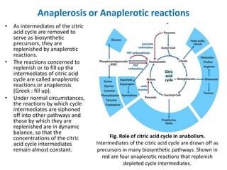 Tca cycle b.pharm | PPTX