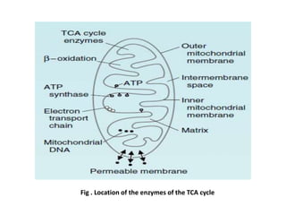 Tca cycle b.pharm | PPTX