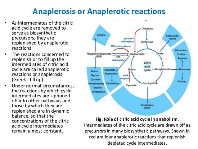 General Overview Of The Tca Cycle And Anaplerotic Node