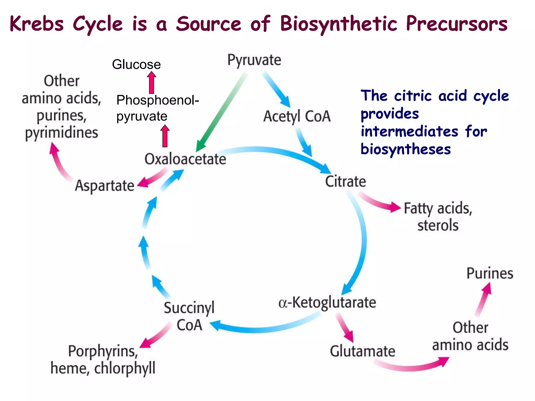 TCA cycle+Electron Transport Chain_BIOCHEM-2__Lecture-2.pptx
