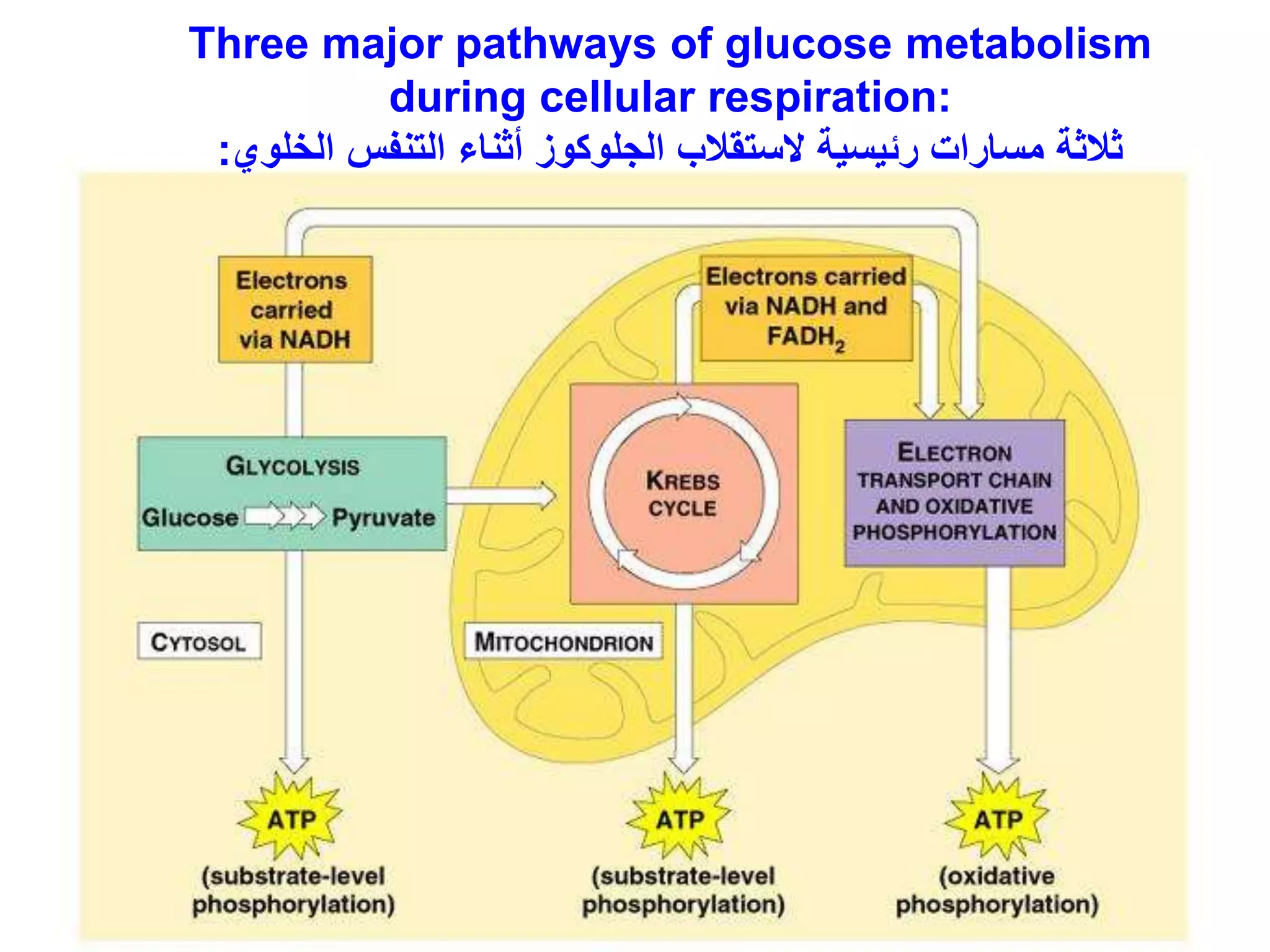 TCA cycle+Electron Transport Chain_BIOCHEM-2__Lecture-2.pptx