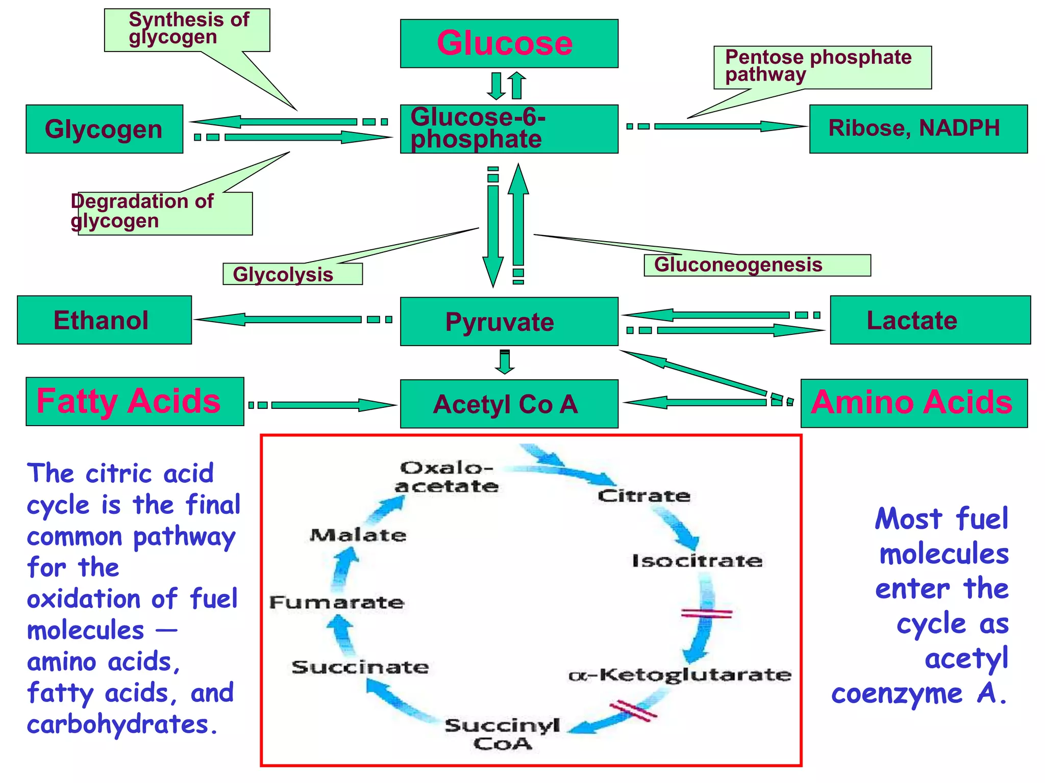 TCA cycle+Electron Transport Chain_BIOCHEM-2__Lecture-2.pptx