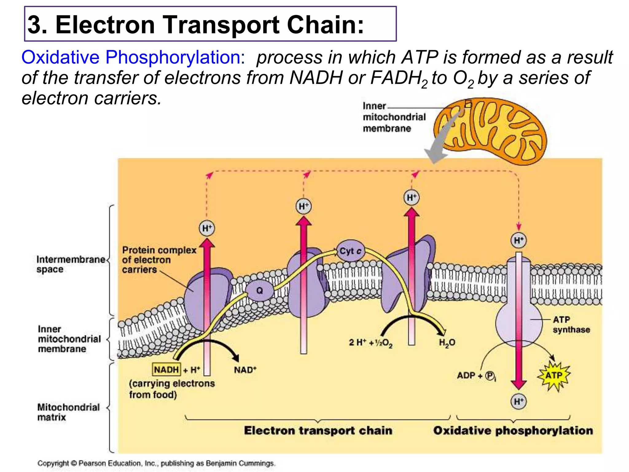 TCA cycle+Electron Transport Chain_BIOCHEM-2__Lecture-2.pptx