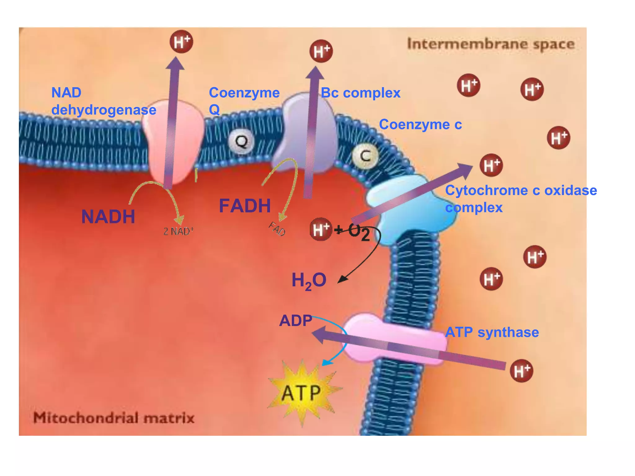 TCA cycle+Electron Transport Chain_BIOCHEM-2__Lecture-2.pptx