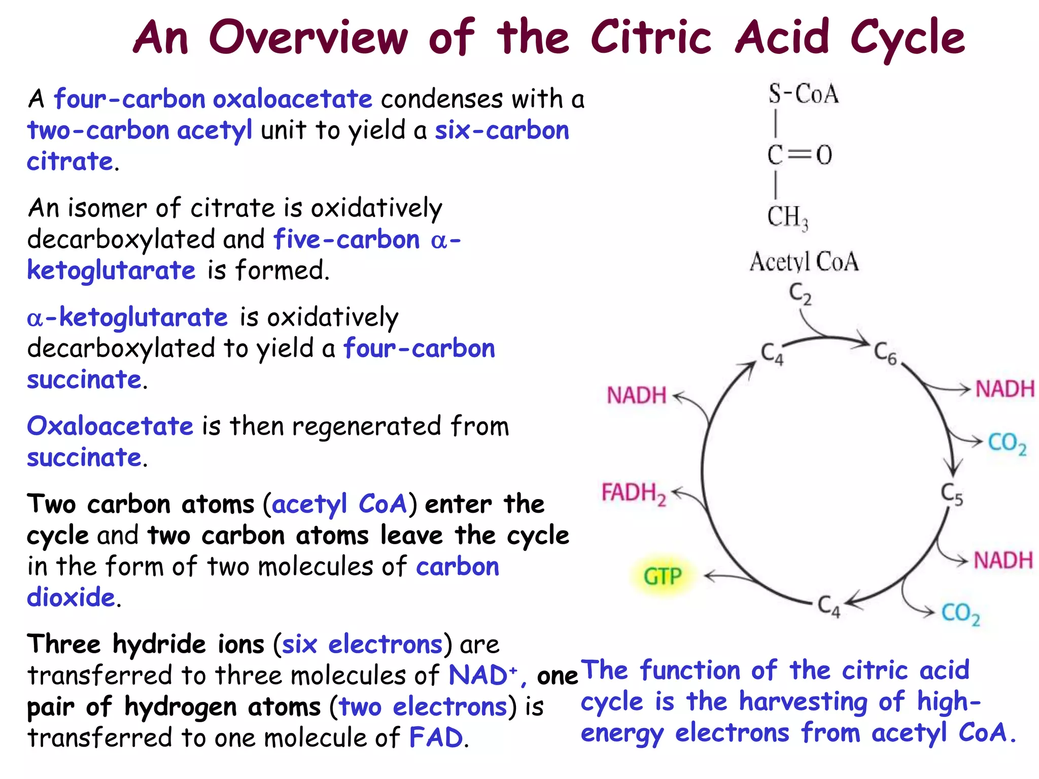 TCA cycle+Electron Transport Chain_BIOCHEM-2__Lecture-2.pptx
