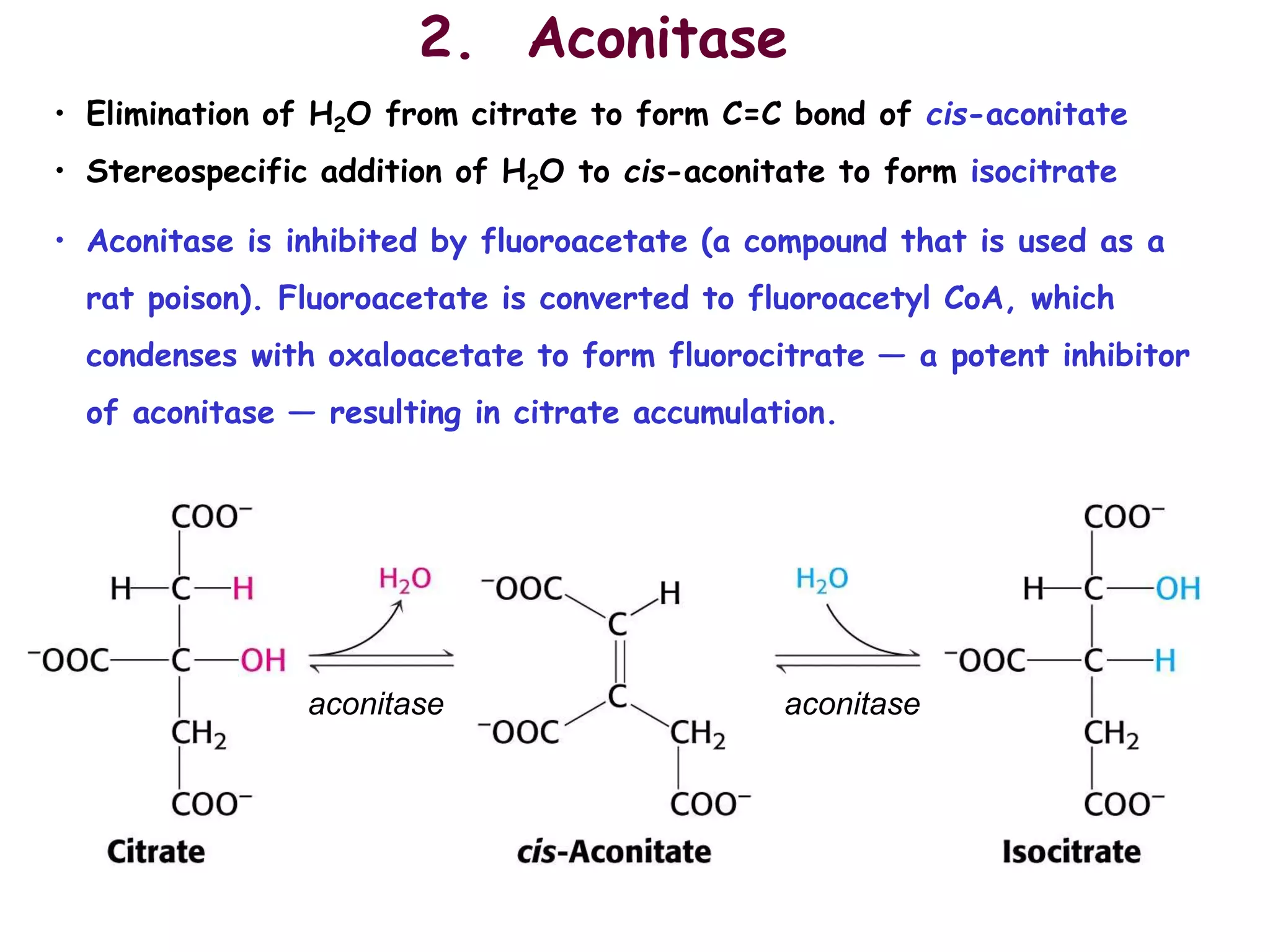 TCA cycle+Electron Transport Chain_BIOCHEM-2__Lecture-2.pptx