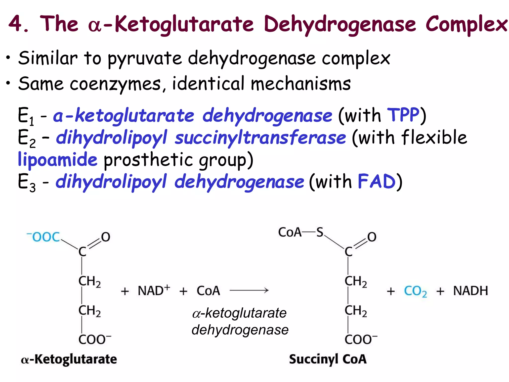 TCA cycle+Electron Transport Chain_BIOCHEM-2__Lecture-2.pptx