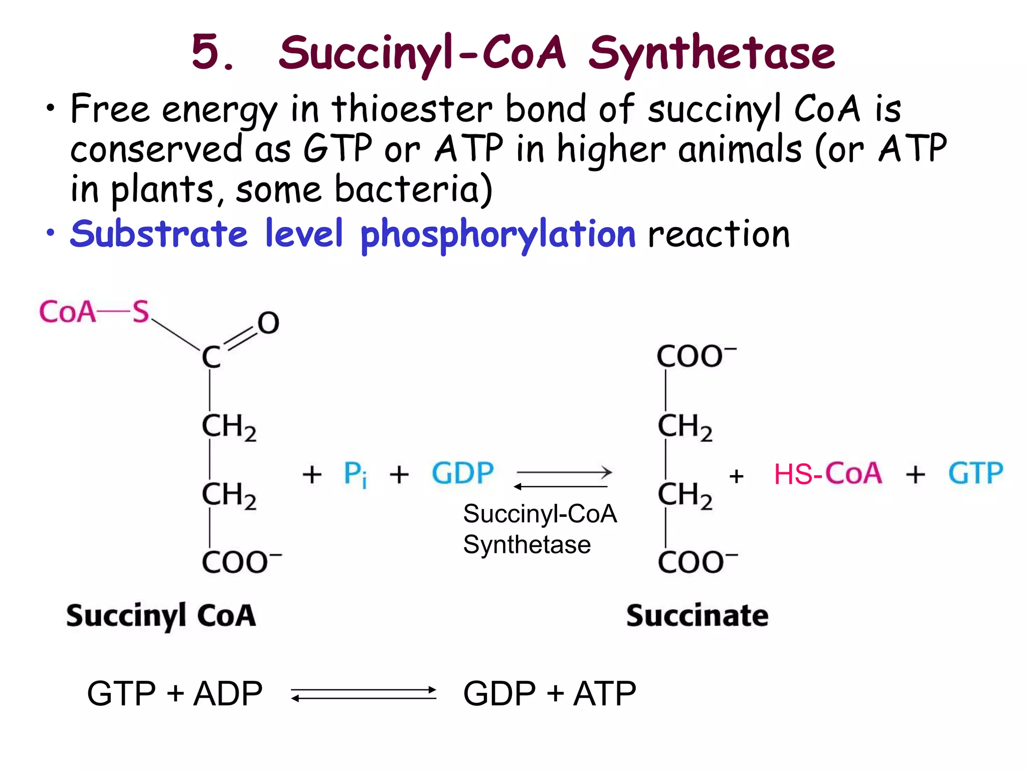 TCA cycle+Electron Transport Chain_BIOCHEM-2__Lecture-2.pptx