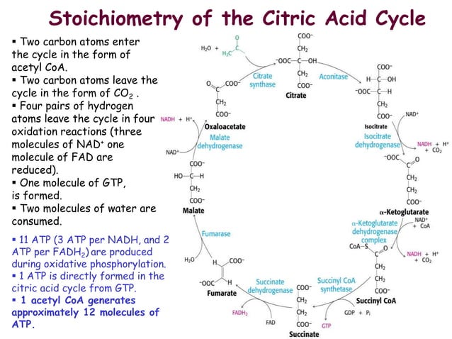 TCA cycle+Electron Transport Chain_BIOCHEM-2__Lecture-2.pptx