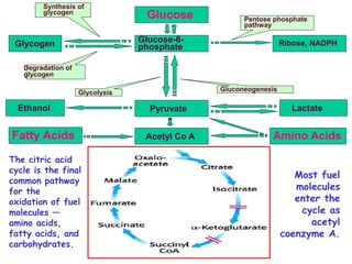 TCA cycle+Electron Transport Chain_BIOCHEM-2__Lecture-2.pptx