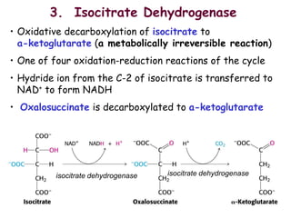 TCA cycle+Electron Transport Chain_BIOCHEM-2__Lecture-2.pptx