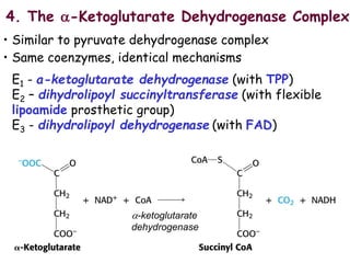 TCA cycle+Electron Transport Chain_BIOCHEM-2__Lecture-2.pptx