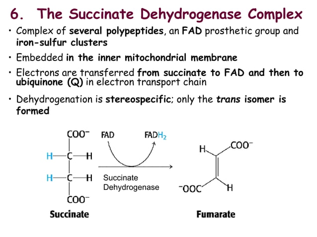 TCA cycle+Electron Transport Chain_BIOCHEM-2__Lecture-2.pptx