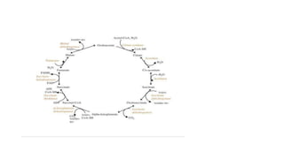 Tca cycle | PPT