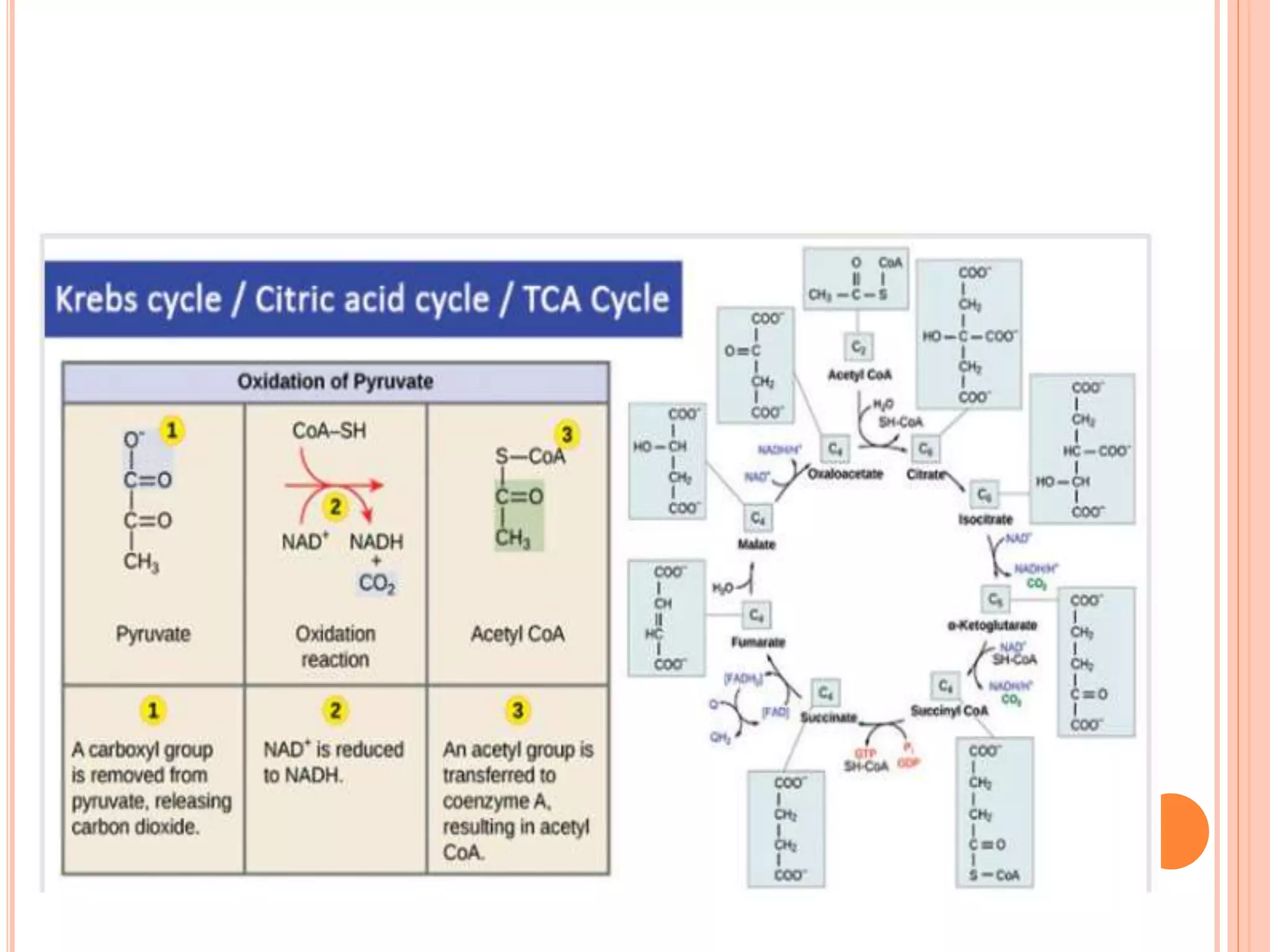TCA CYCLE (KREBS).pptx
