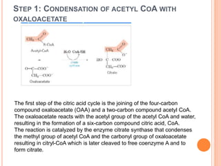 TCA CYCLE (KREBS).pptx