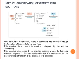 TCA CYCLE (KREBS).pptx