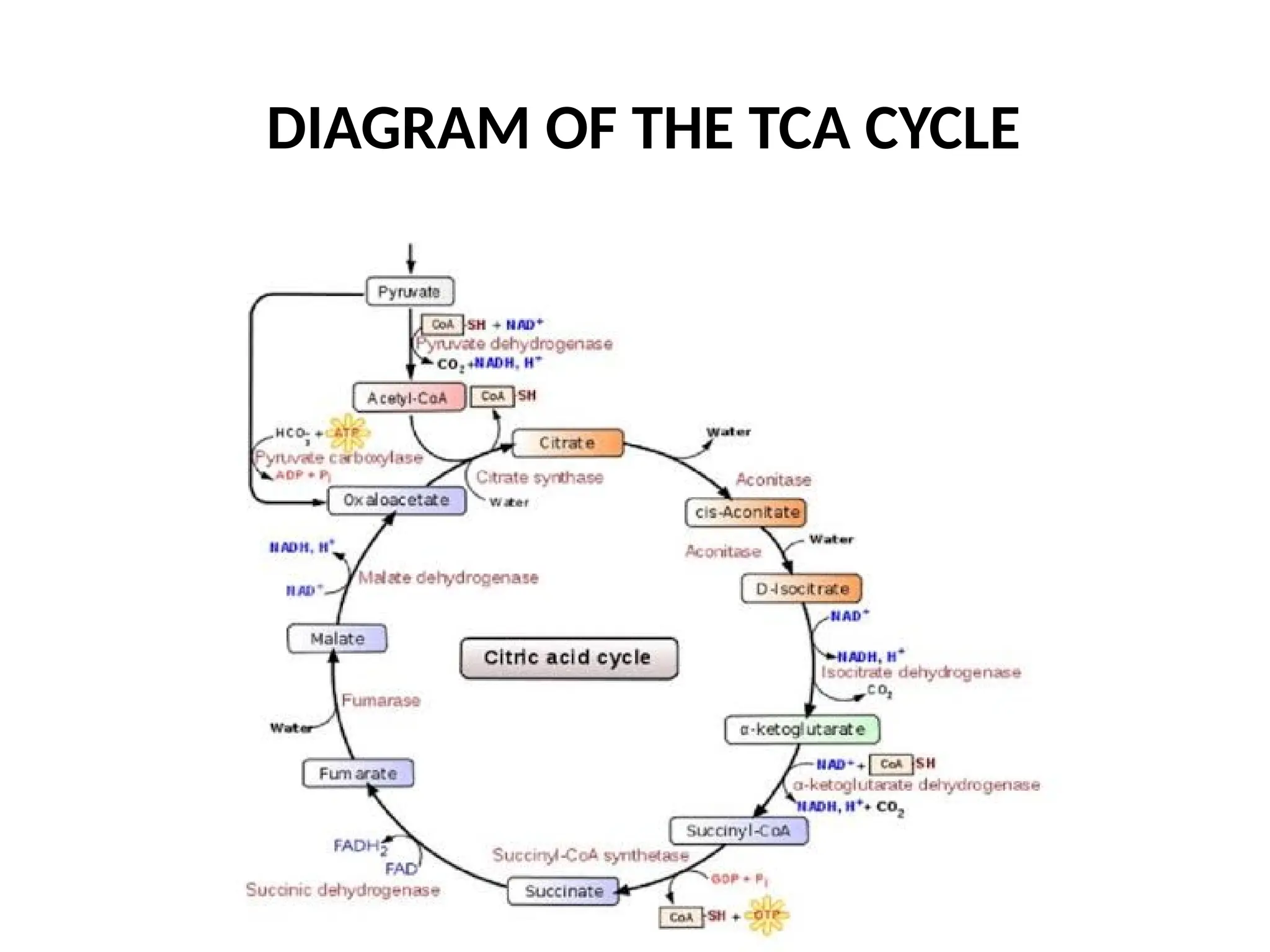 TCA CYCLE SLIDE.pptx. for beginners to learn | PPT